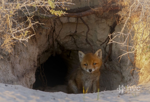 Vosje in hol | HVC Cards | Webshop | Stichting HVC helpt vervolgde ...